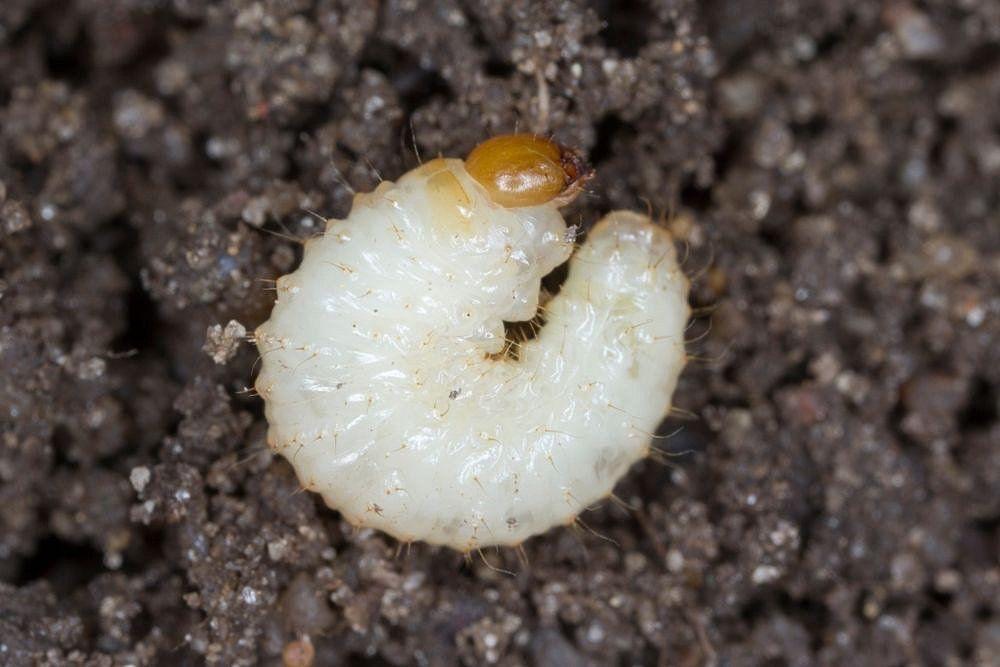 Larva chrousta, zlatohlávka a lalokonosce - BIOCONT