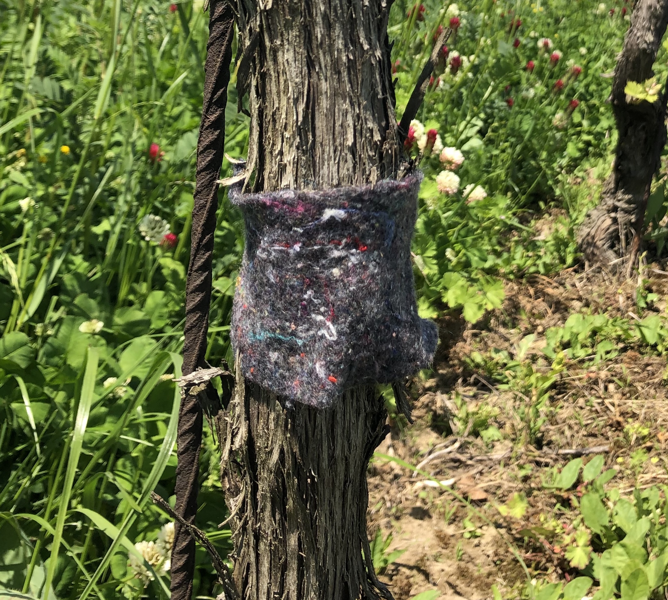 Typhlodromus pyri - BIOCONT