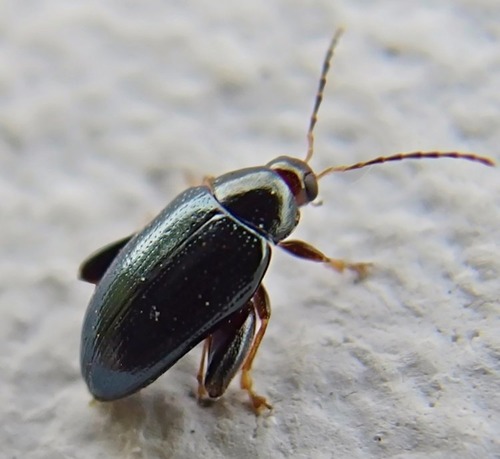 Dřepčík polní - BIOCONT