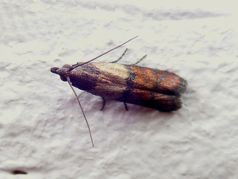 Mol potravinový - BIOCONT