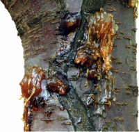 Korová nekróza peckovin - BIOCONT