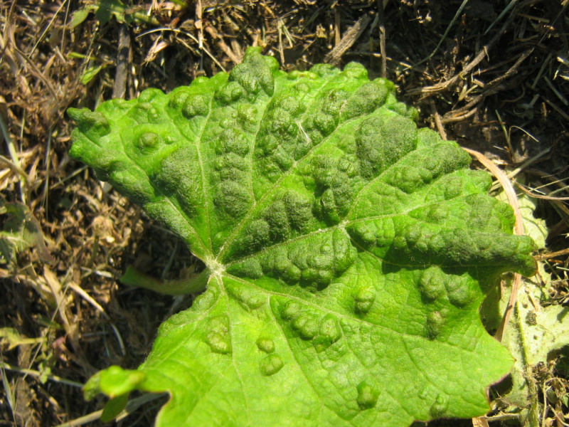 Typhlodromus pyri - BIOCONT