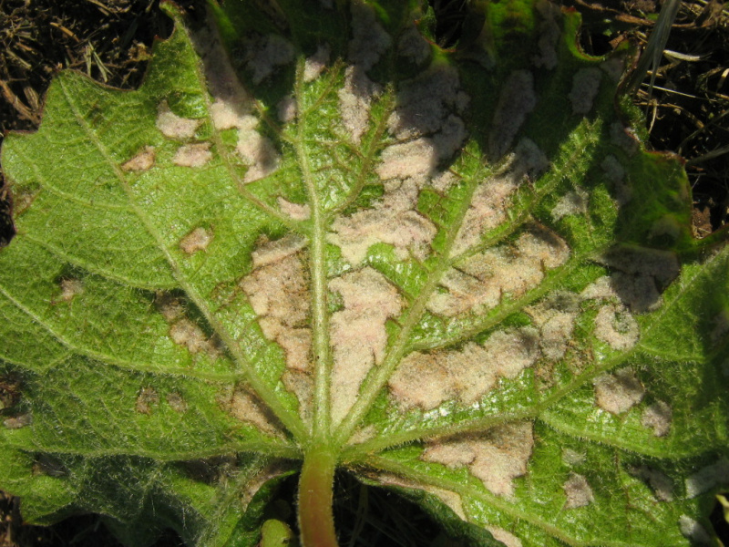 Typhlodromus pyri - BIOCONT