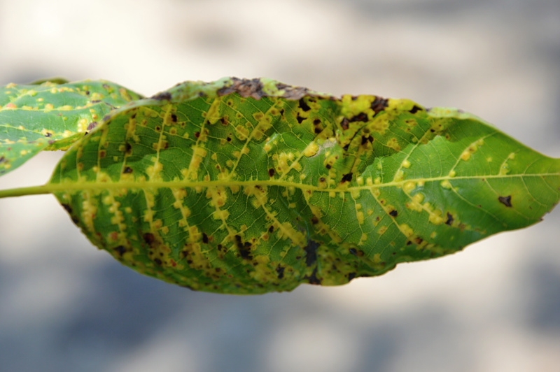 Typhlodromus pyri - BIOCONT